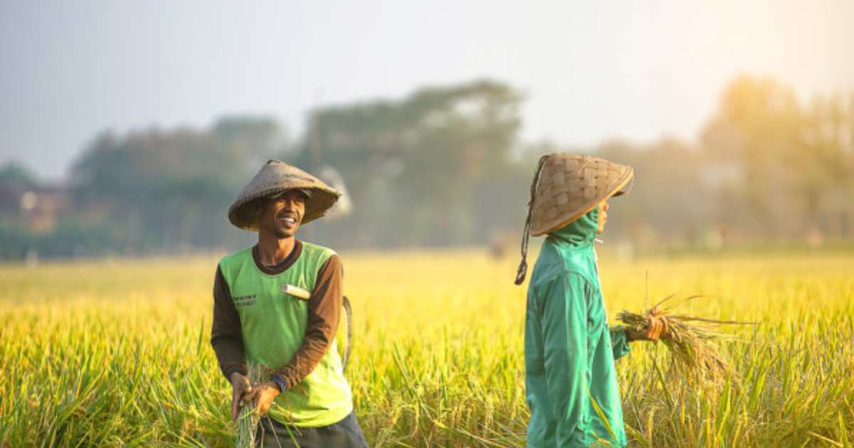 Apa Itu Pertanian Satelit dan Manfaatnya untuk Agrikultur?