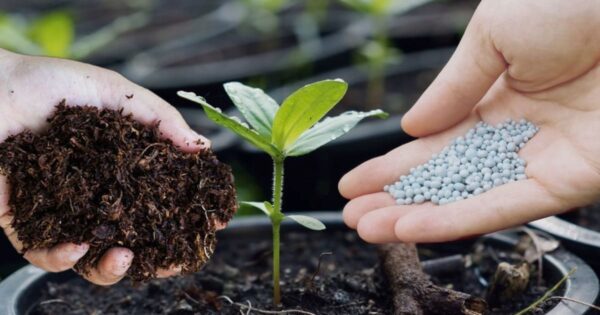 7 Jenis Pupuk Organik yang Biasa Digunakan untuk Tanaman